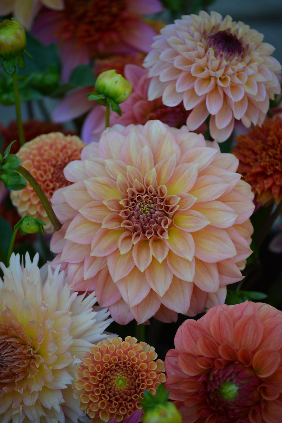 RM GOLDEN HOUR – River Merle Farm