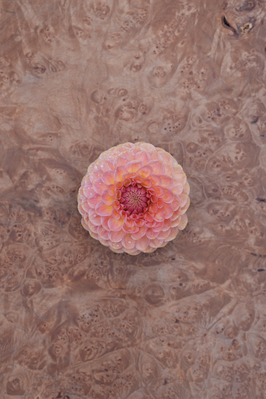 Dahlia Tubers – River Merle Farm