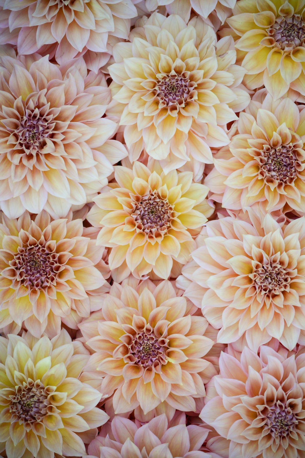 RM GOLDEN HOUR – River Merle Farm