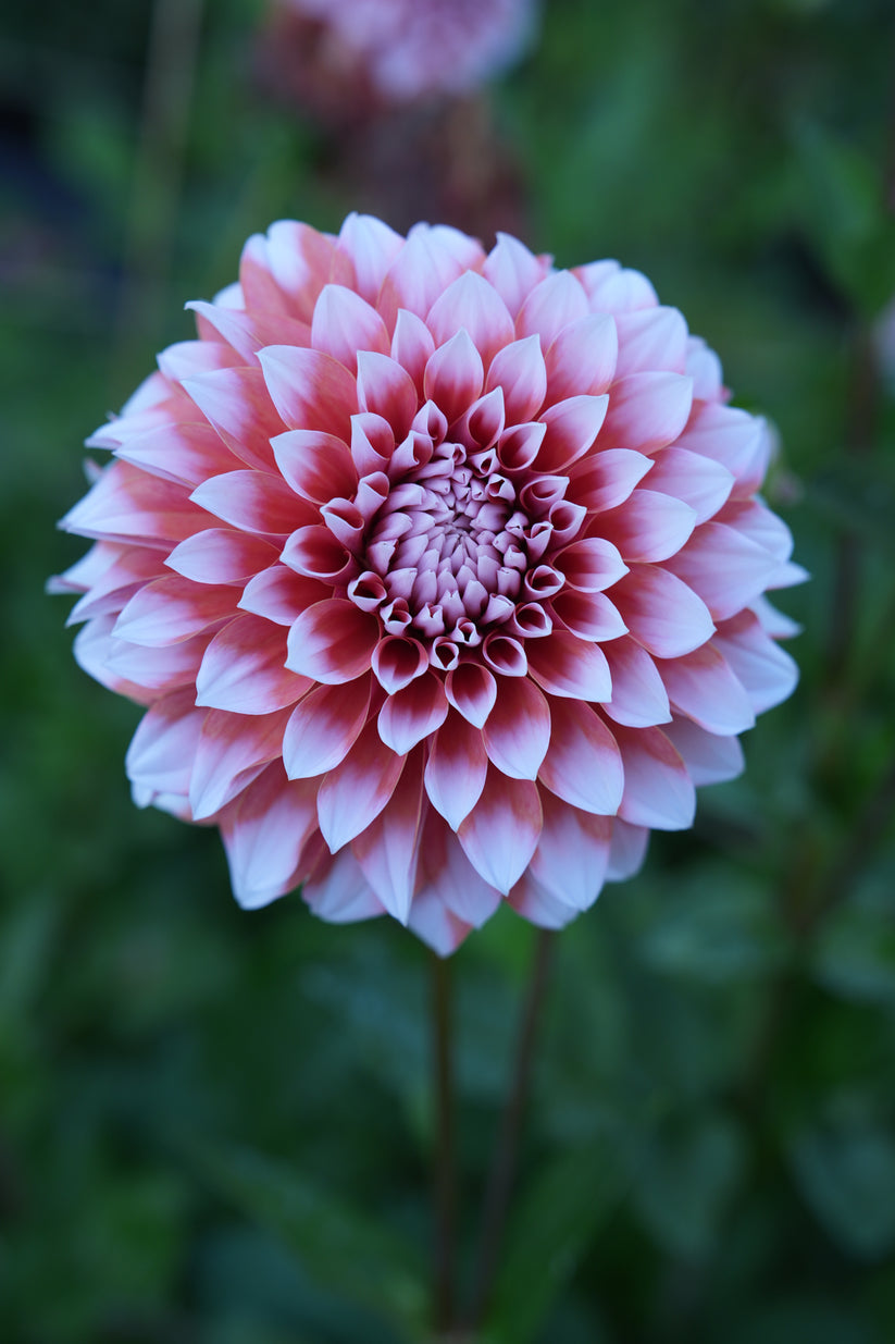 RM SWEET SEBASTIAN – River Merle Farm