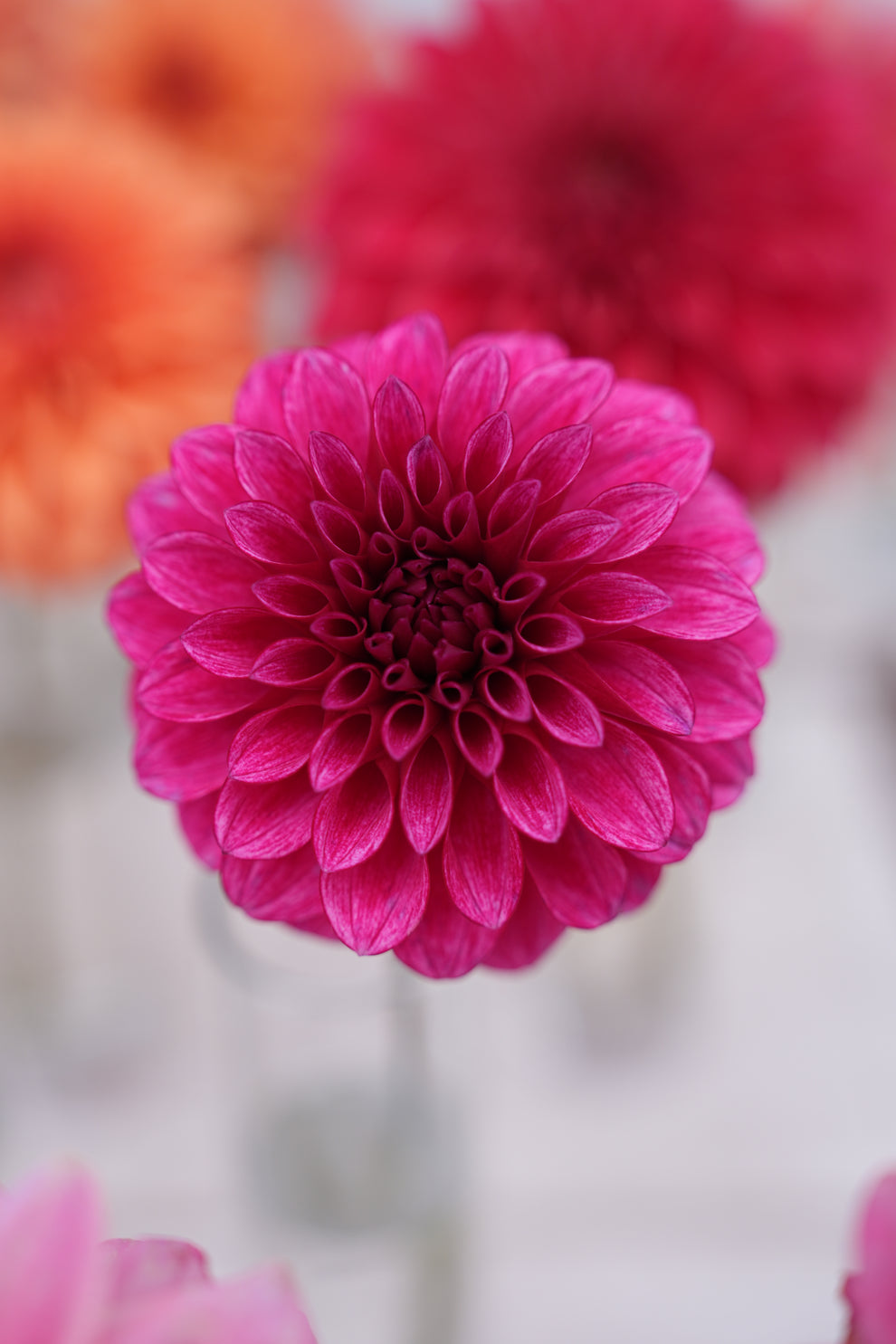RM BERRY BLISS – River Merle Farm