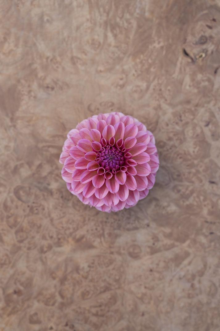 RM BERRY KISS – River Merle Farm