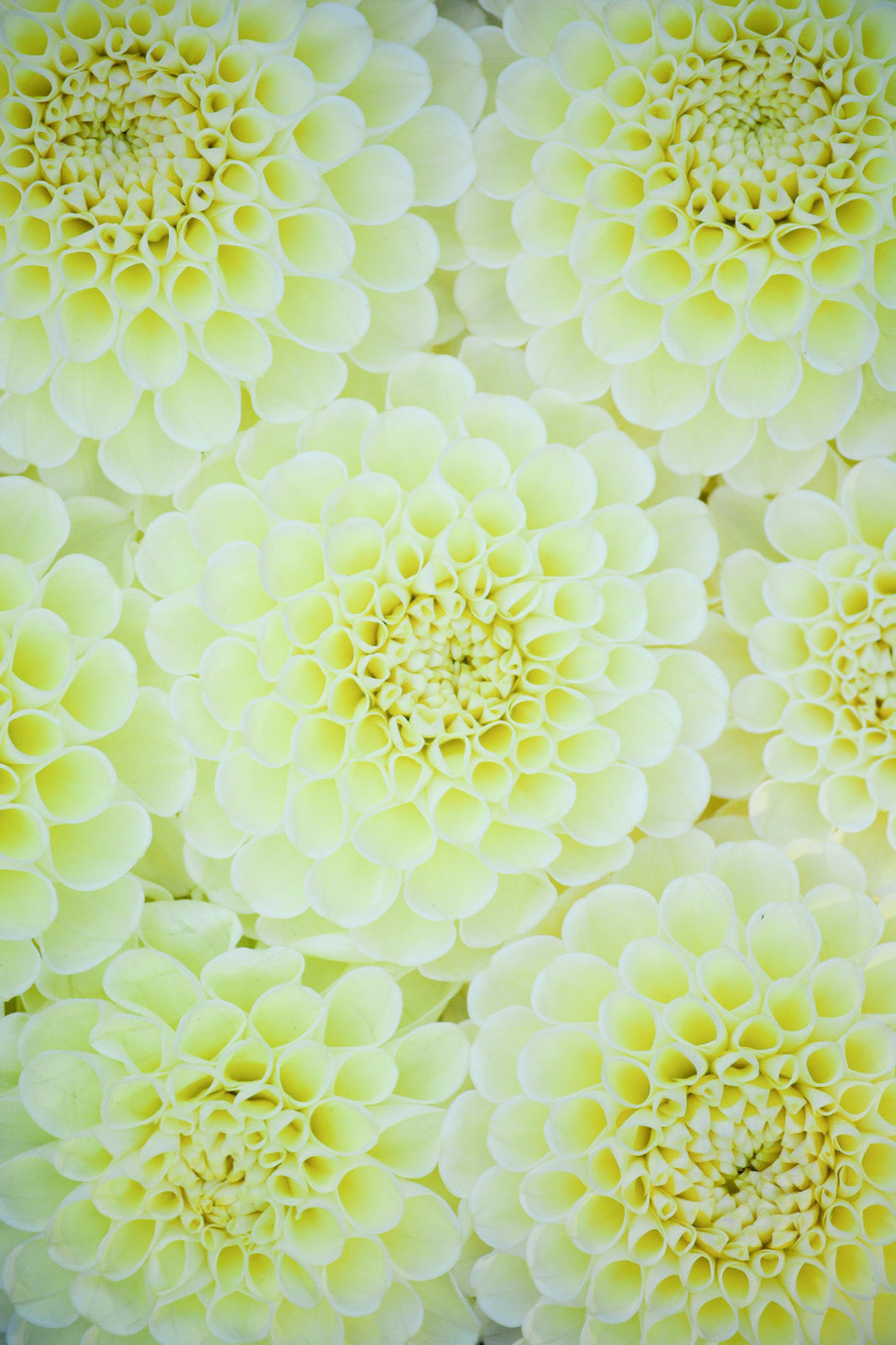 Dahlia Tubers – River Merle Farm