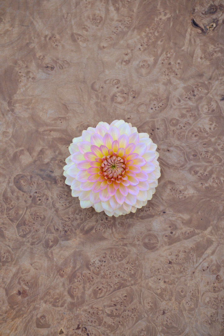 Dahlia Tubers – River Merle Farm