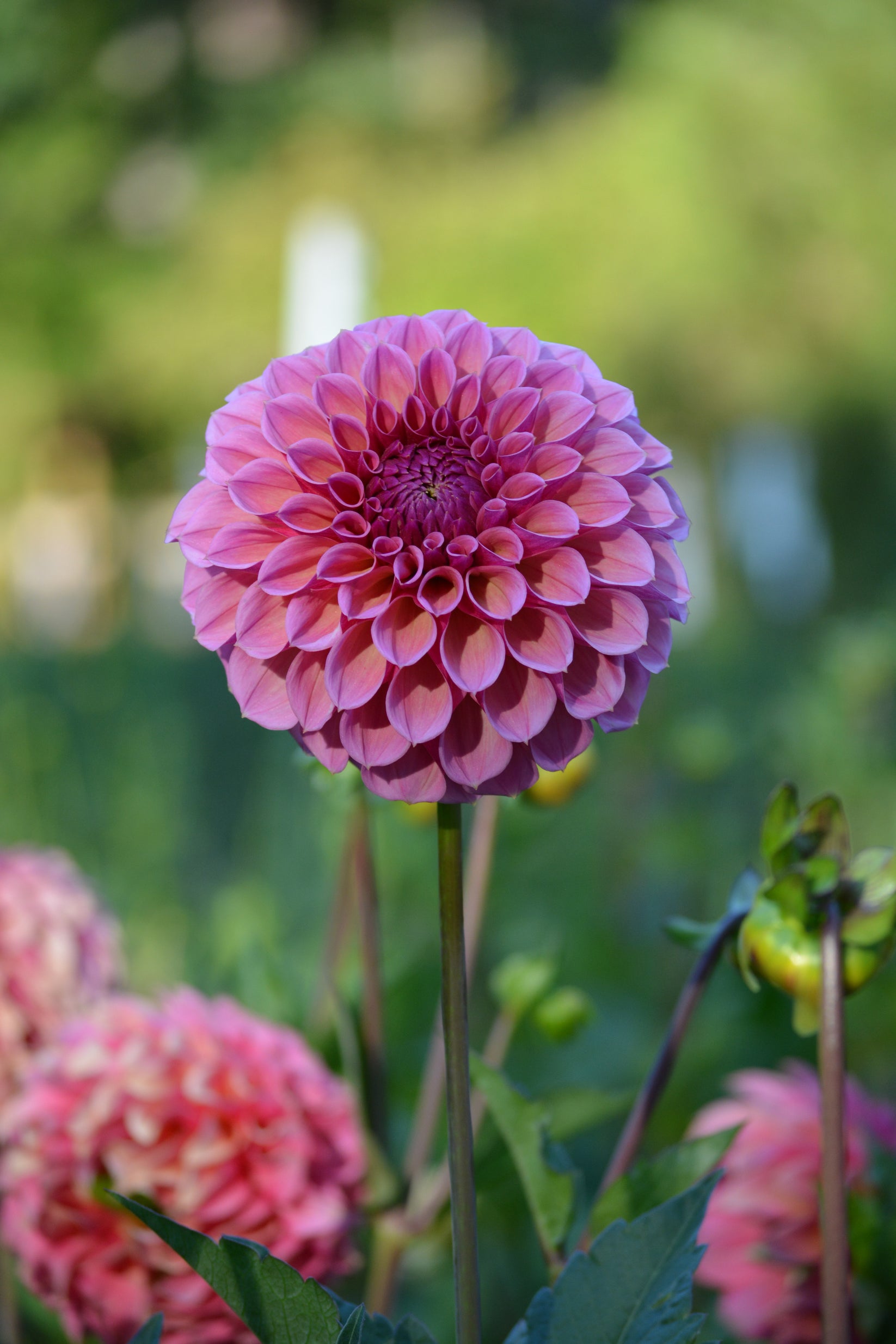 RM BERRY KISS - LIMIT 1 – River Merle Farm