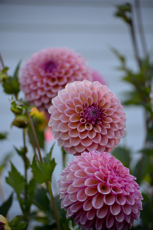 RM BERRY KISS - LIMIT 1 – River Merle Farm