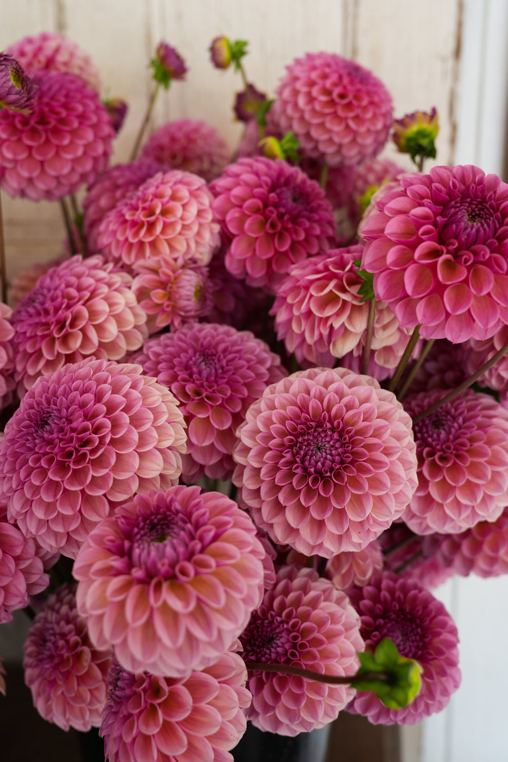 RM BERRY KISS – River Merle Farm