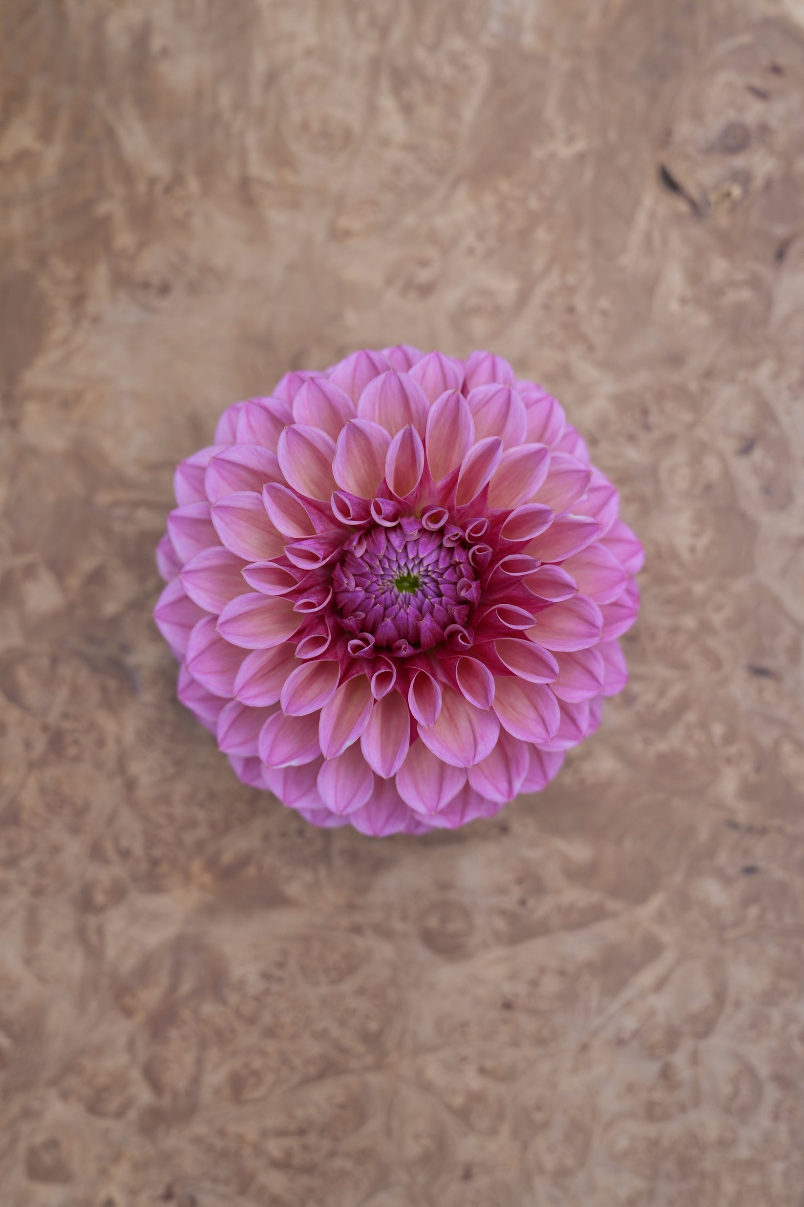 RM BERRY KISS - LIMIT 1 – River Merle Farm