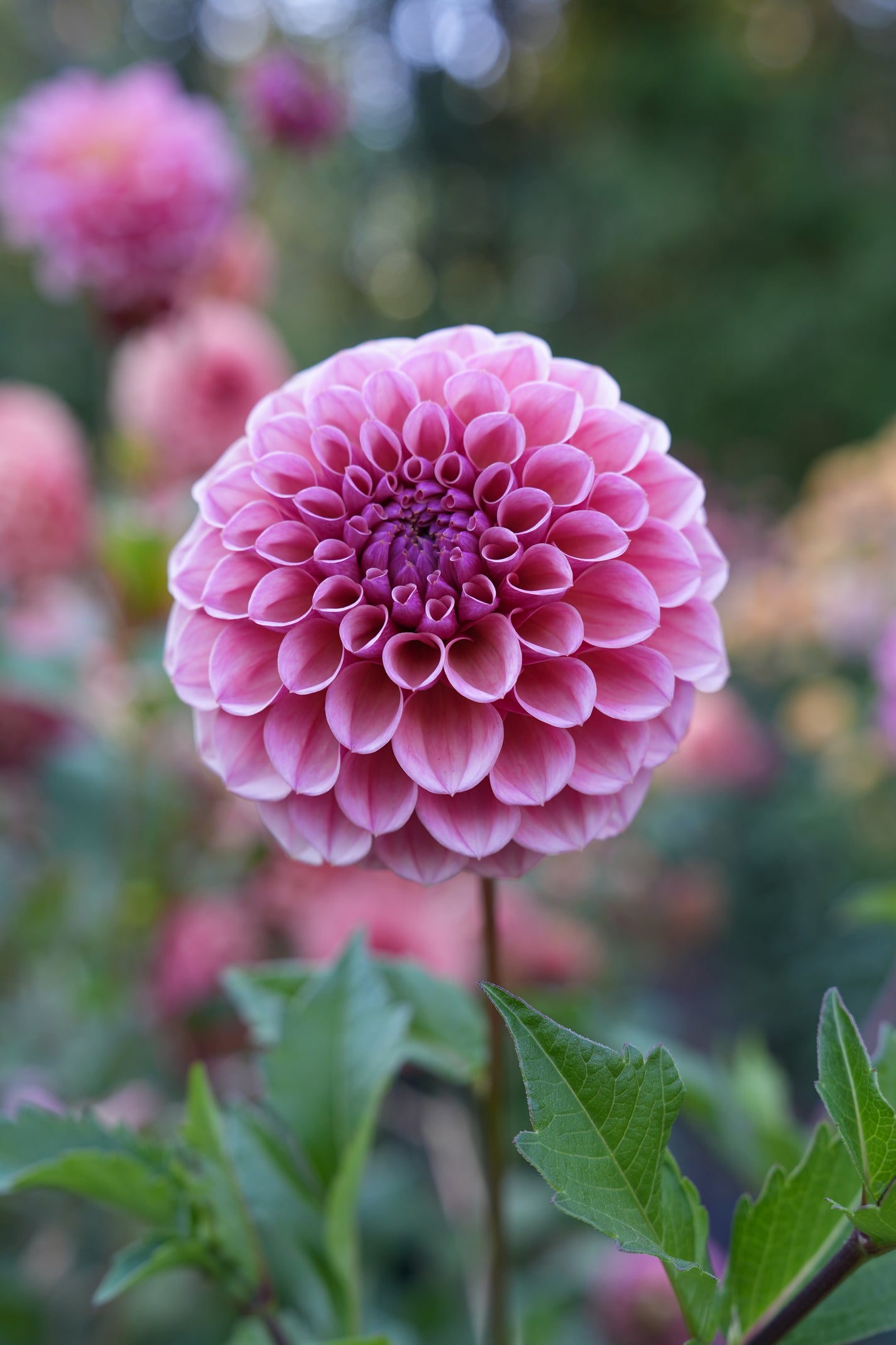 RM BERRY KISS - LIMIT 1 – River Merle Farm