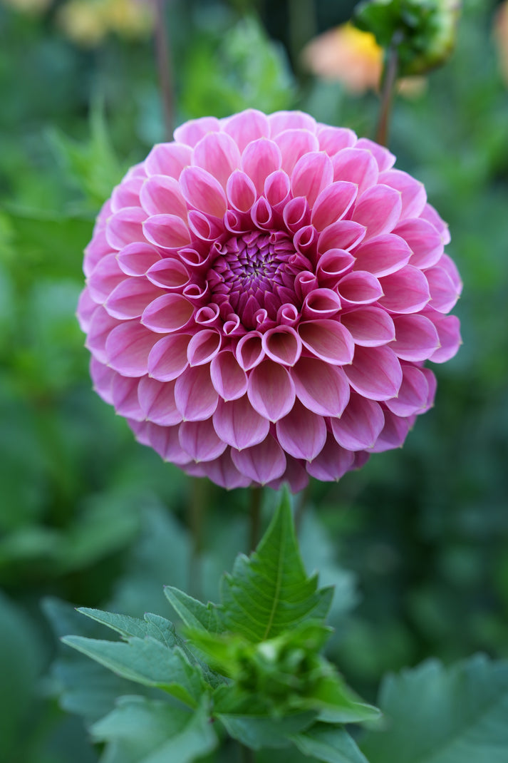 RM BERRY KISS - LIMIT 1 – River Merle Farm