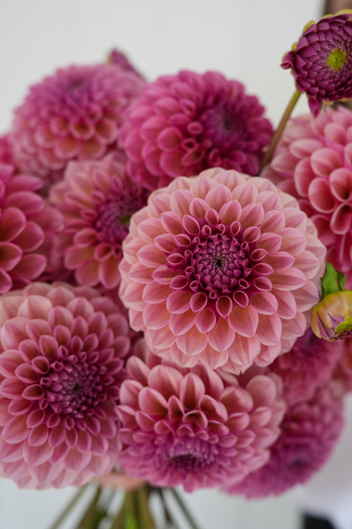 RM BERRY KISS - LIMIT 1 – River Merle Farm