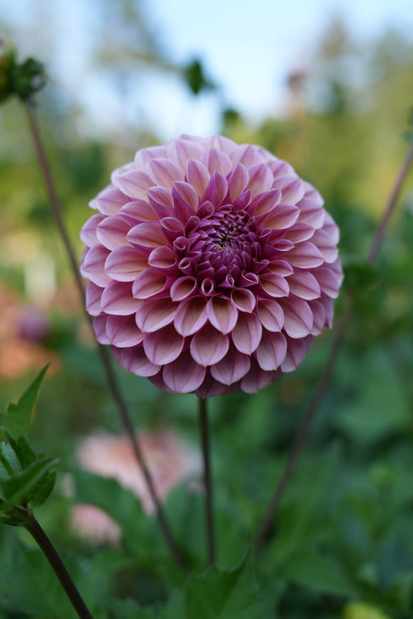 RM BERRY KISS – River Merle Farm