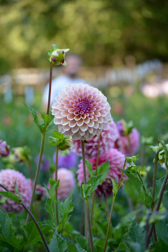 RM BERRY KISS - LIMIT 1 – River Merle Farm