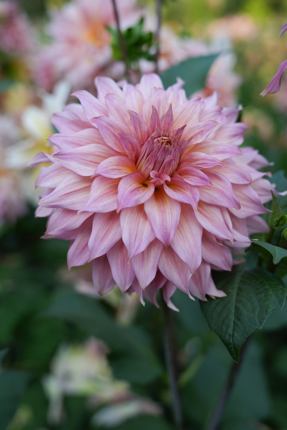 RM Gigi – River Merle Farm