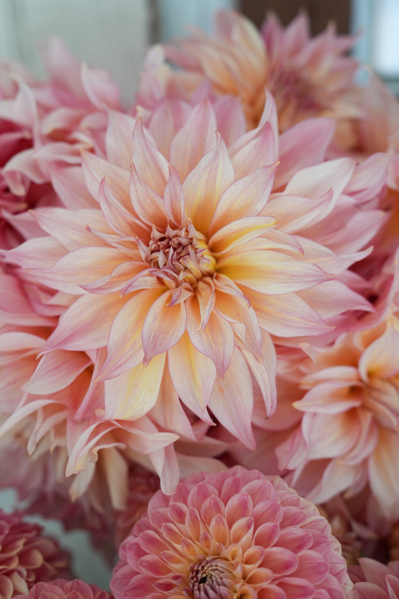 RM Gigi – River Merle Farm