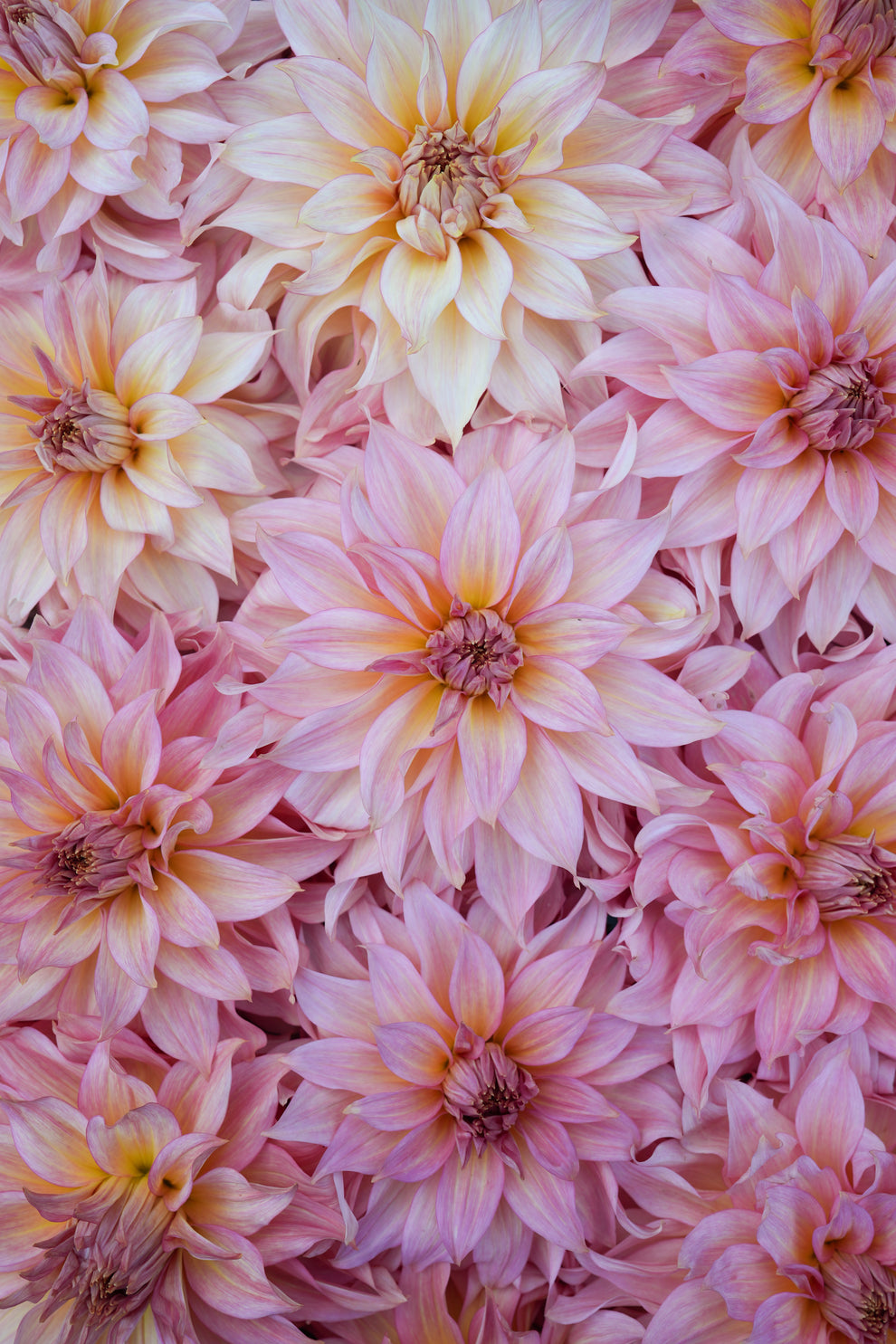 RM Gigi – River Merle Farm