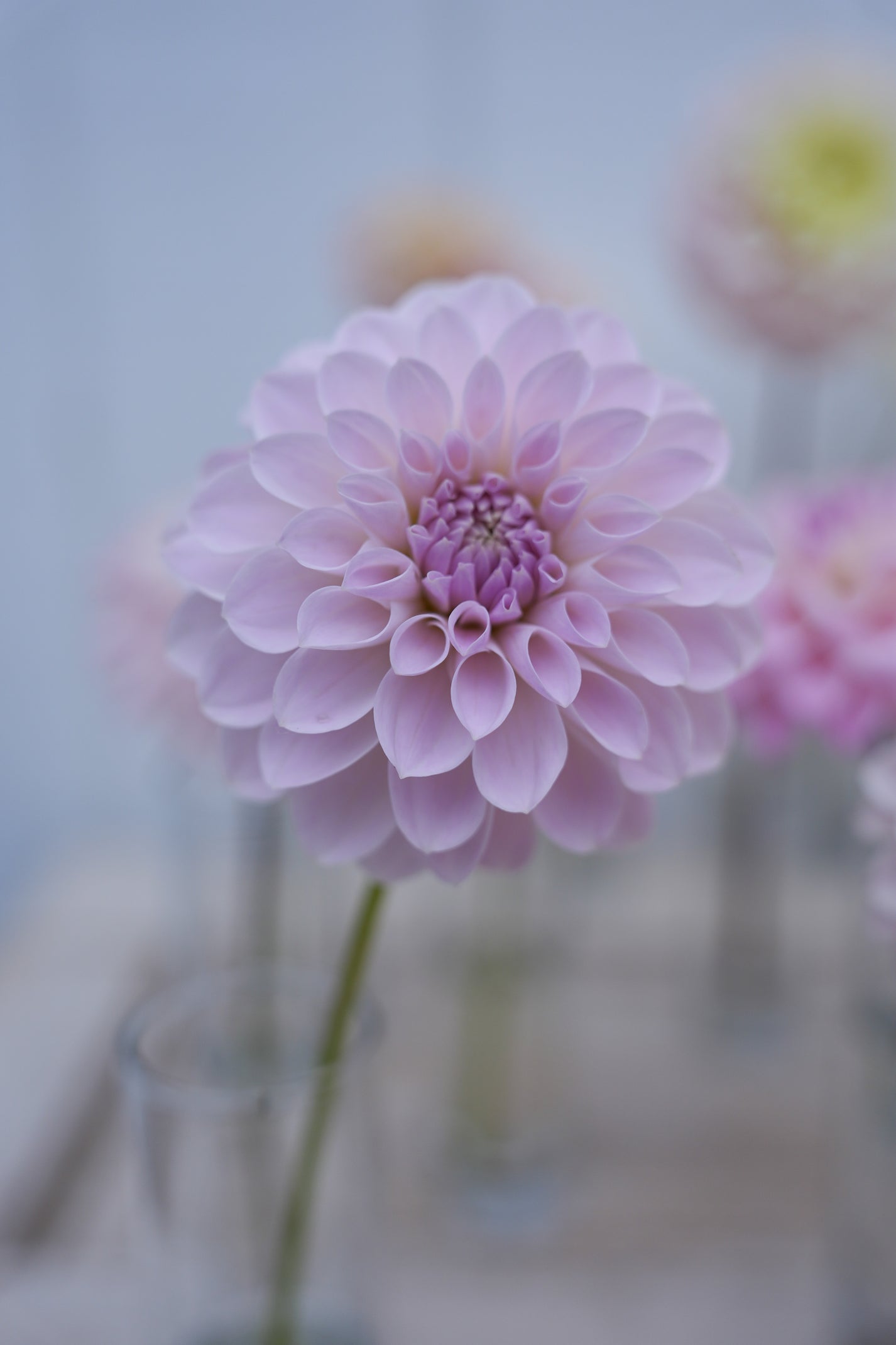 RM HANNAH JOE – River Merle Farm