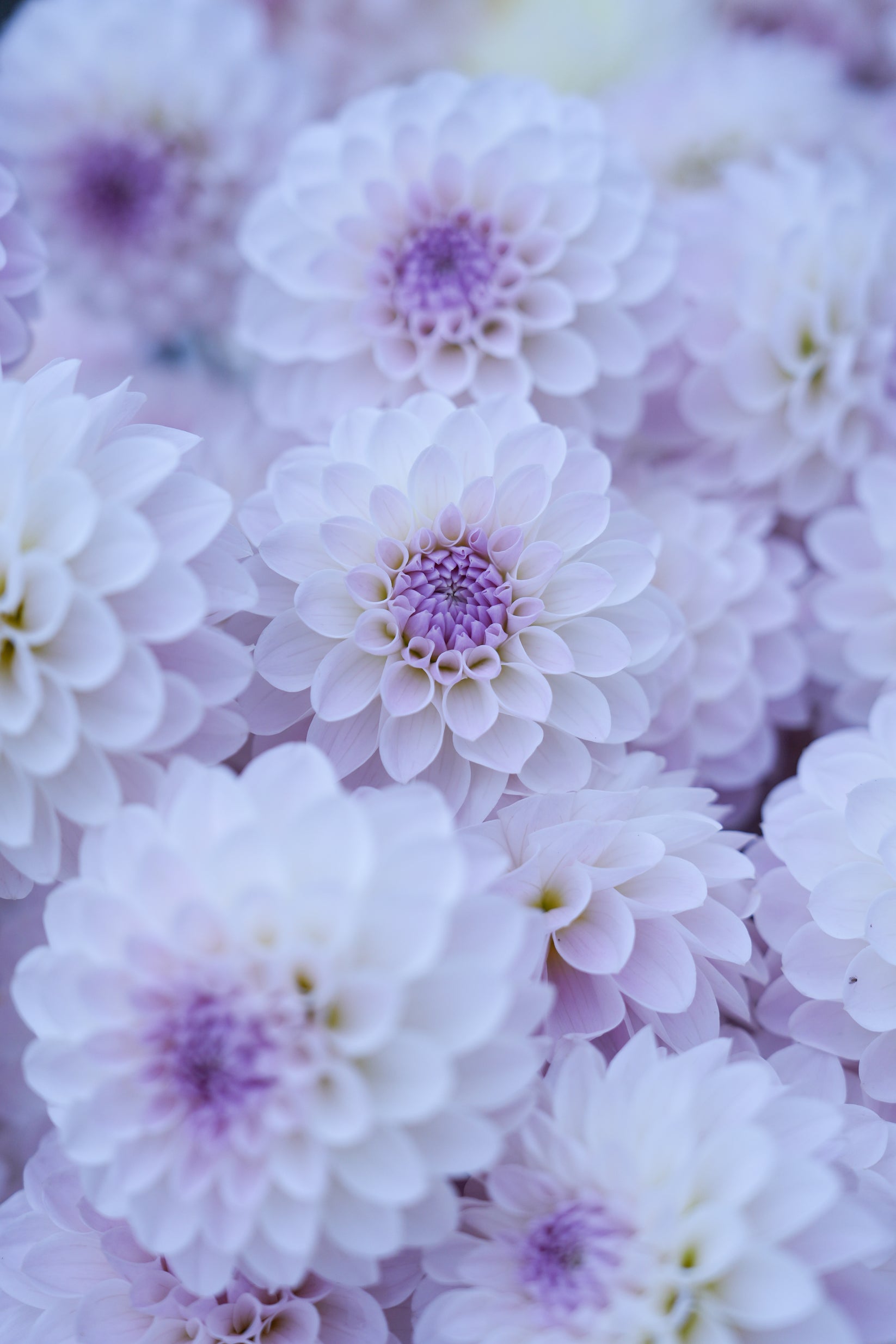 RM HANNAH JOE – River Merle Farm