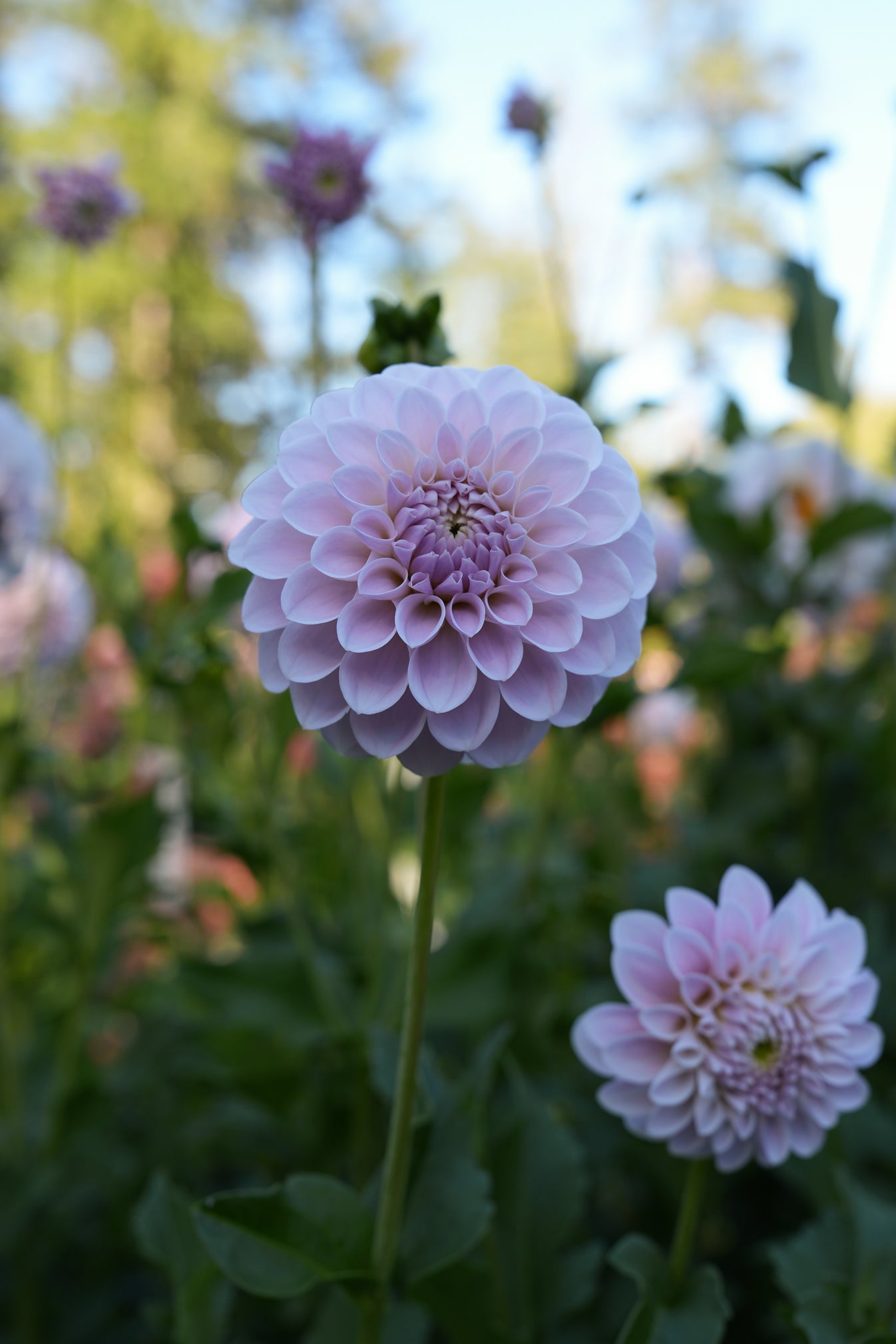 RM HANNAH JOE – River Merle Farm