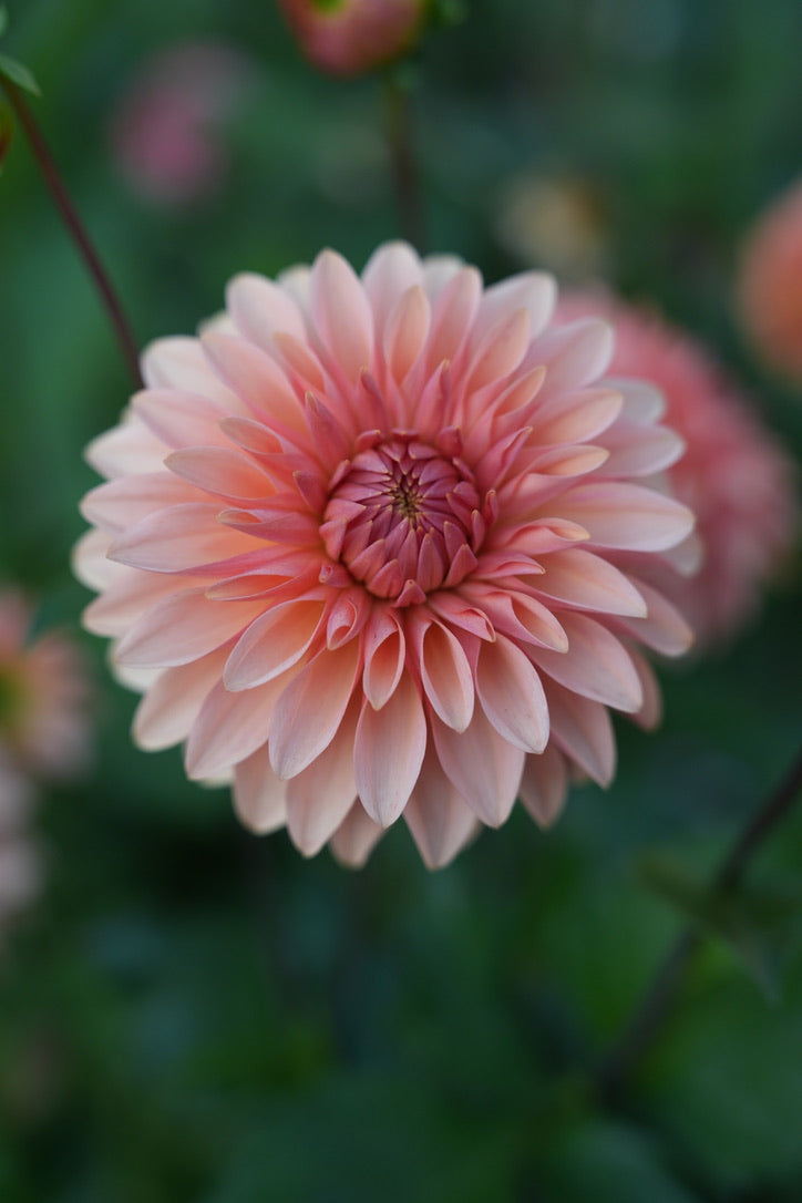 Dahlia Seedlings – River Merle Farm