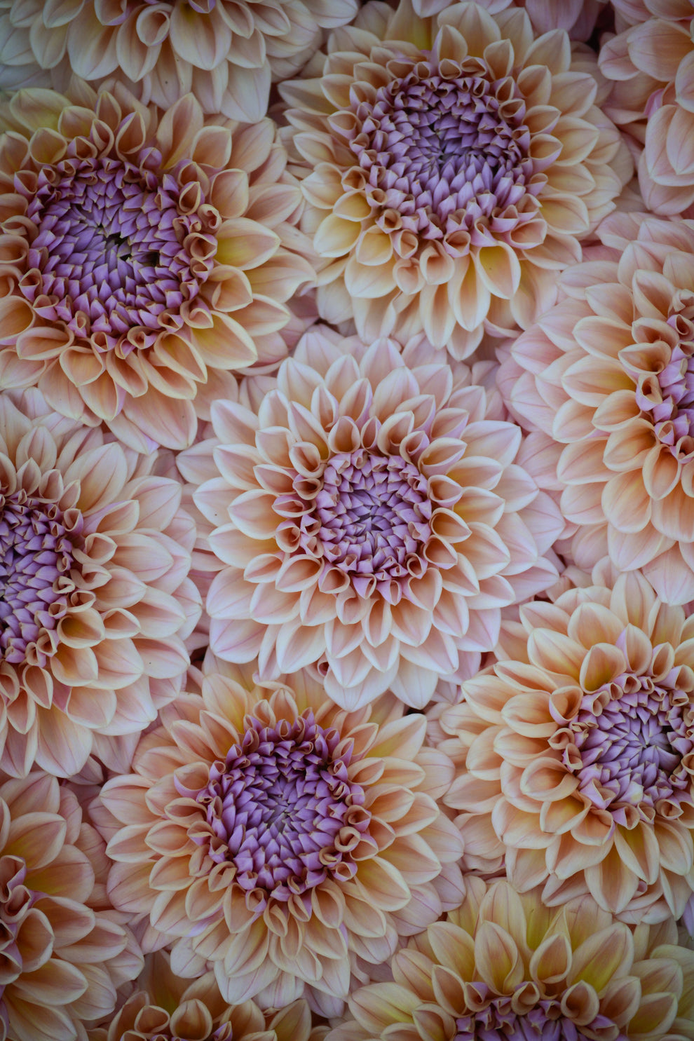 RM SUMMER HAZE - LIMIT 1 – River Merle Farm