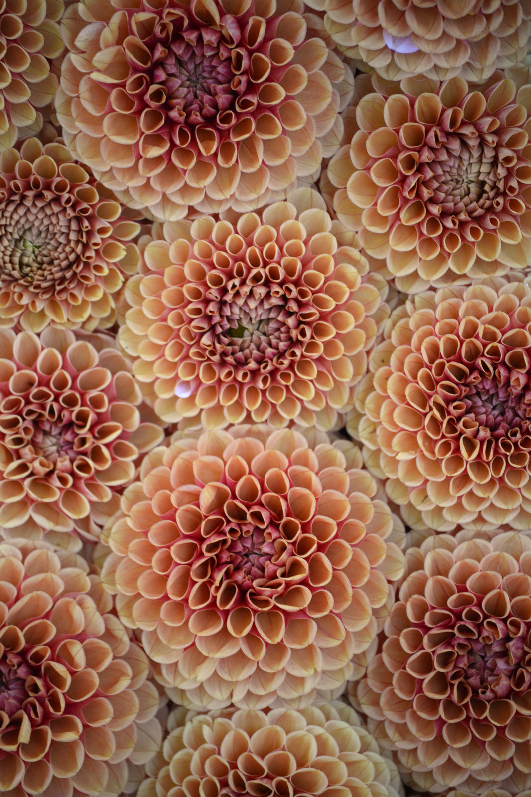 Dahlia Tubers – River Merle Farm