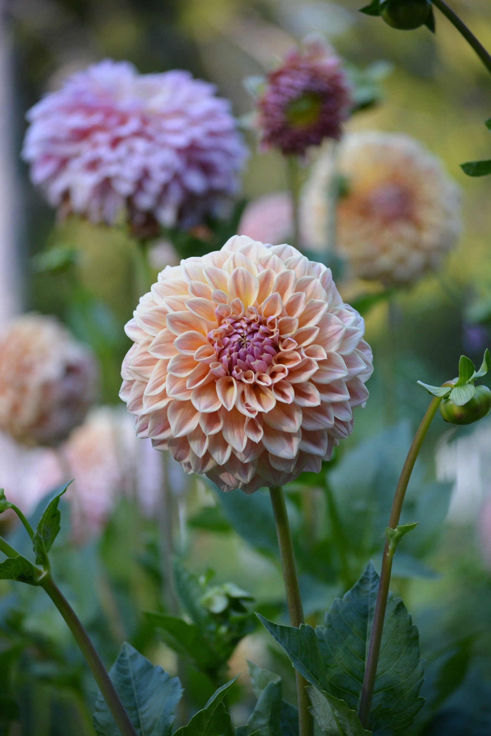 RM SUMMER HAZE - LIMIT 1 – River Merle Farm